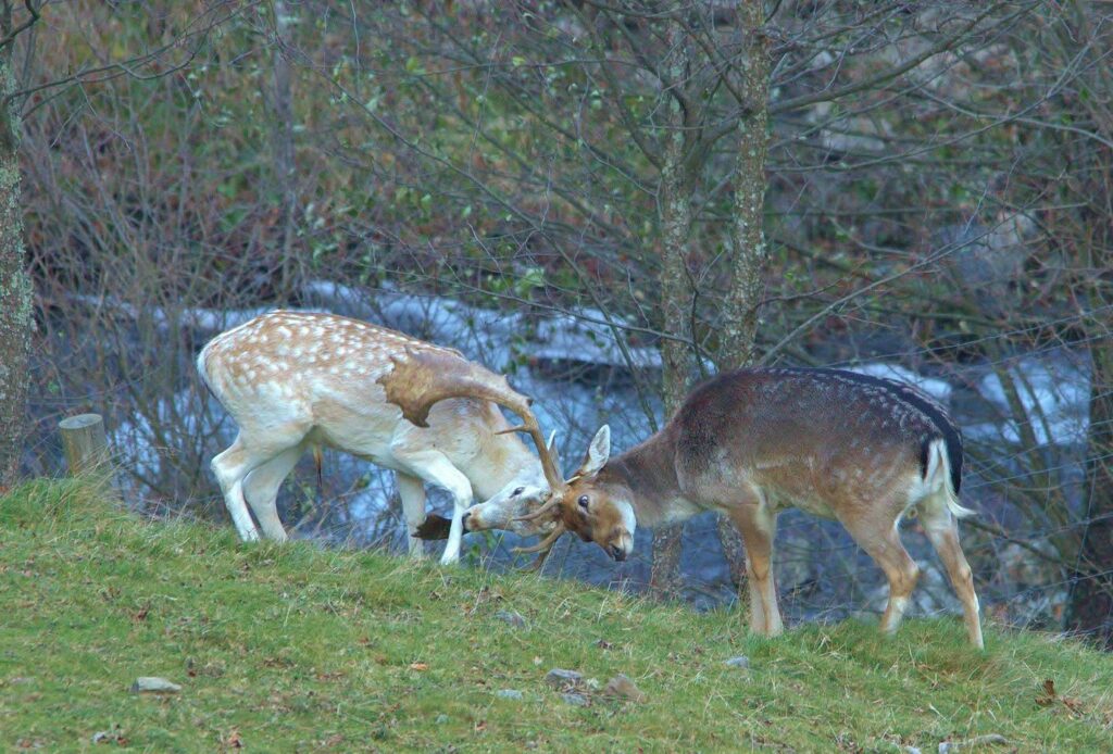 Mollo Parc Animals - Plan your visit - Epiremed